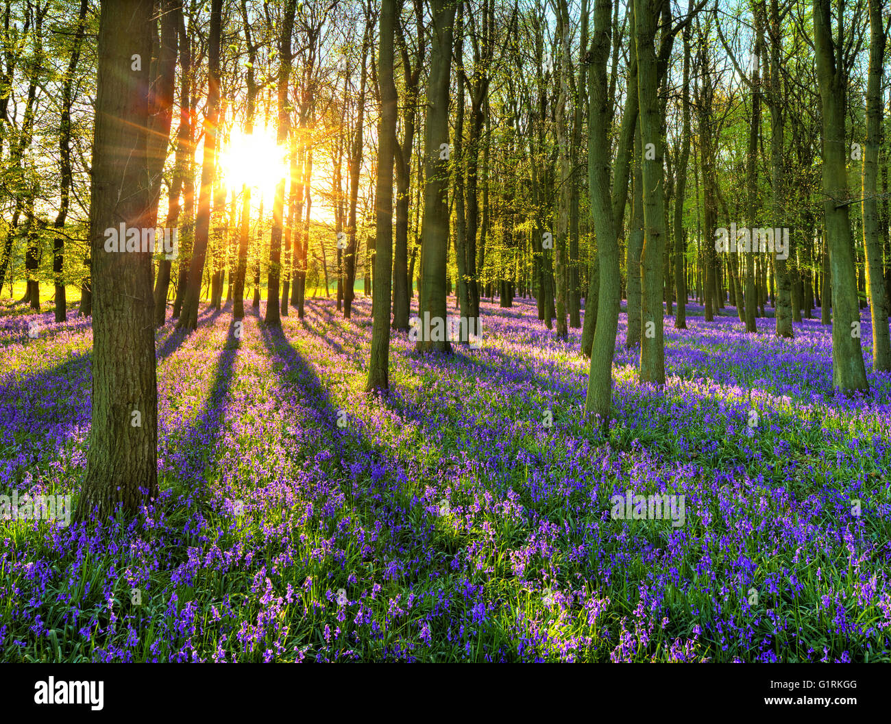 Bluebells at Dockey wood Stock Photo - Alamy