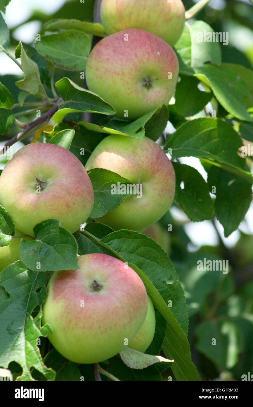 Five core hi-res stock photography and images - Alamy