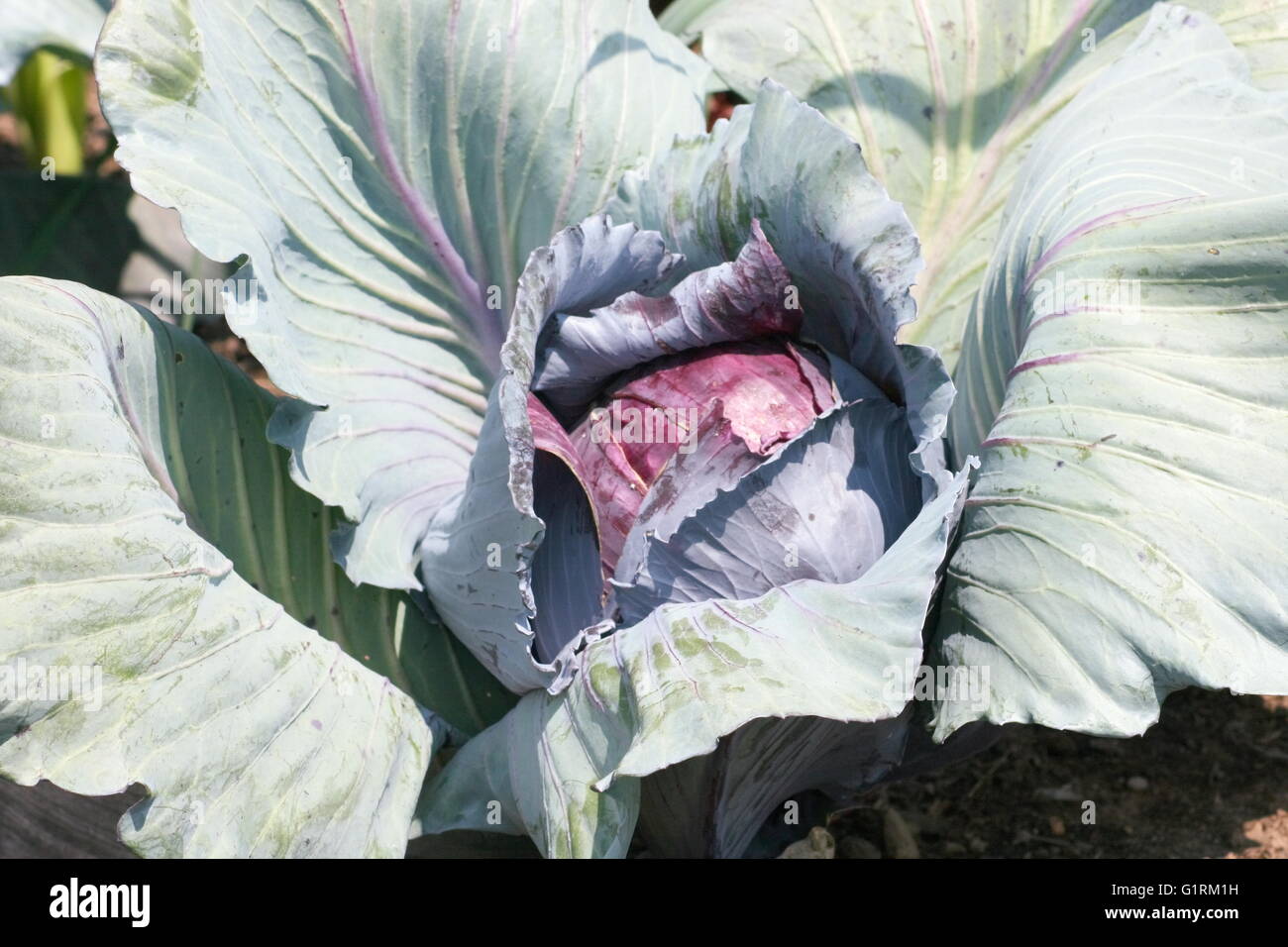 A Harvest Ripe red cabbage (Brassica oleracea convar. Var capitata ...