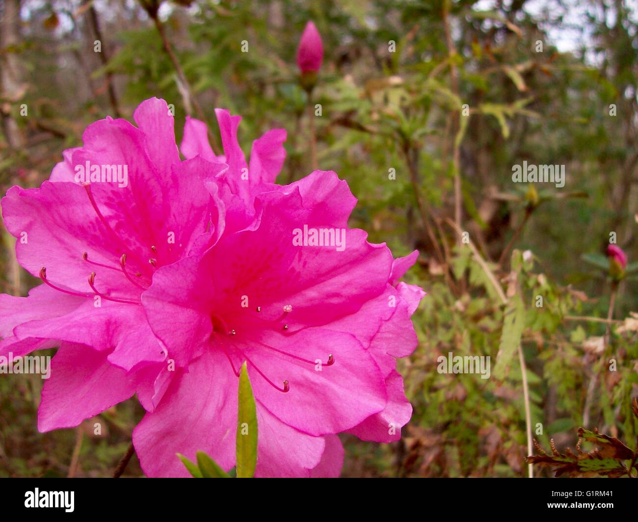 Pink cluster flowers hi-res stock photography and images - Alamy