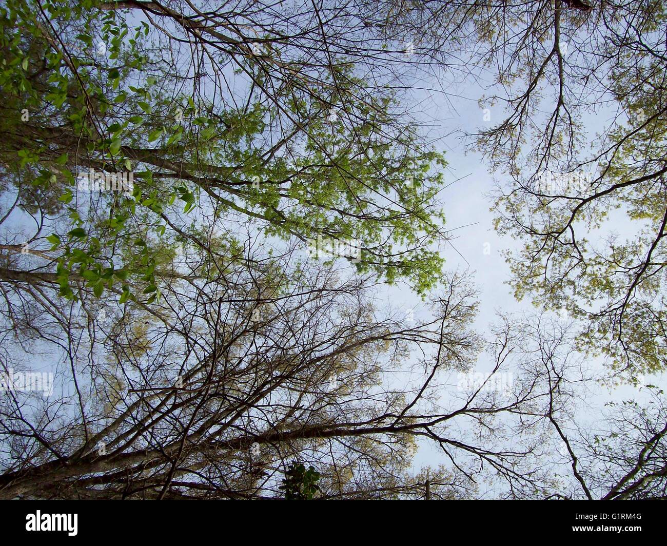 Looking up at the sky in a forest hi-res stock photography and images ...