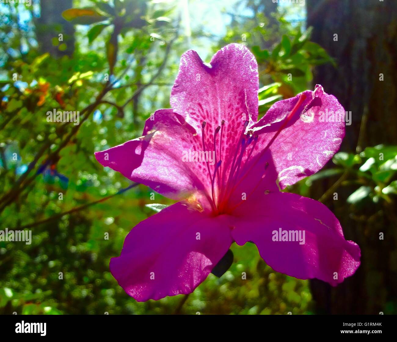 Azalea tree forest hi-res stock photography and images - Alamy