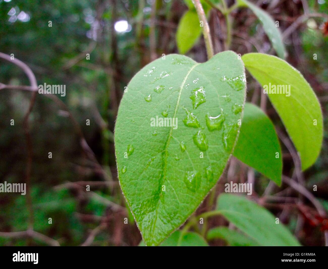 Green Leaf Wet Form Rain Stock Photo Alamy green-leaf-wet-form-rain-stock-photo-alamy