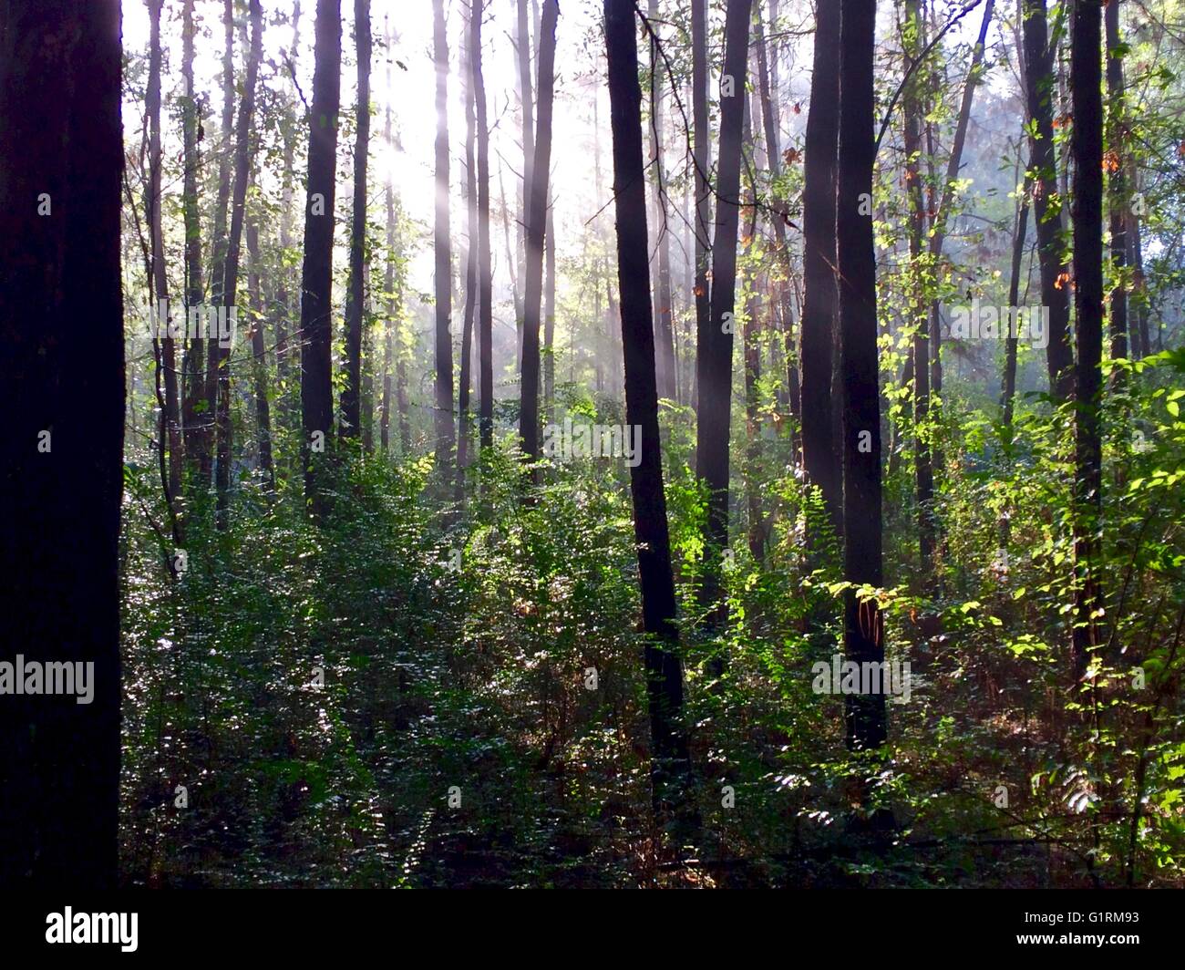 Sun shining through trees in a pine forest Stock Photo - Alamy