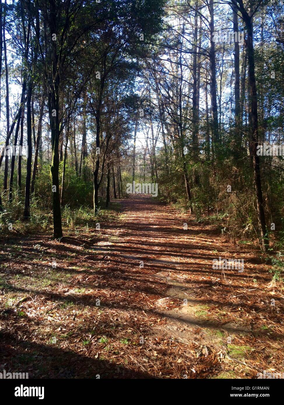 Hiking trail in a pine forest Stock Photo - Alamy