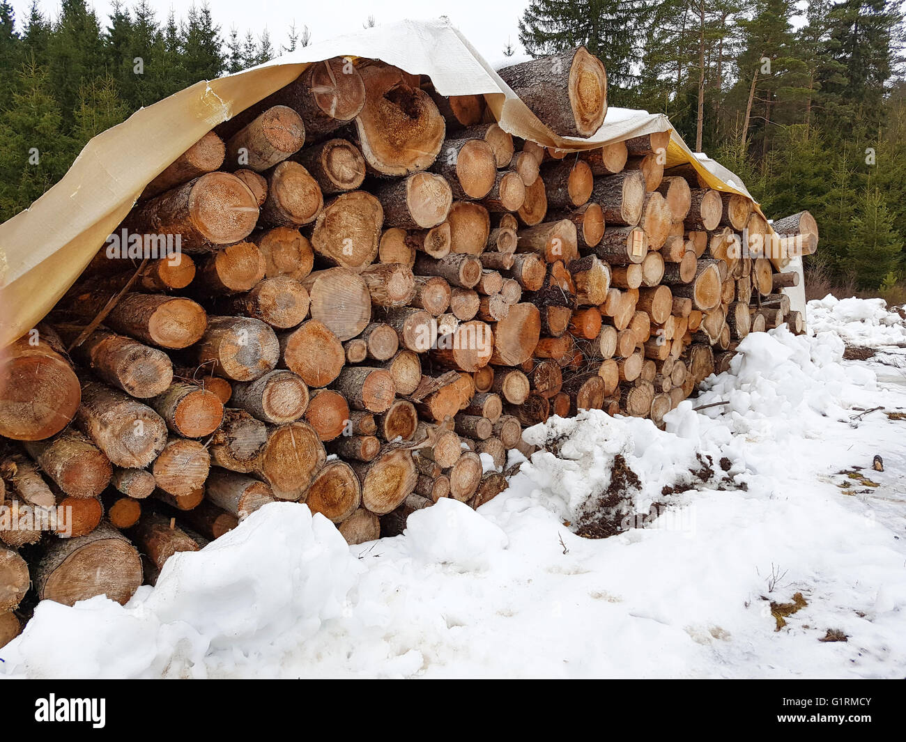 Pile of Firewood logss in a forrest, on a cold winter day Stock Photo ...
