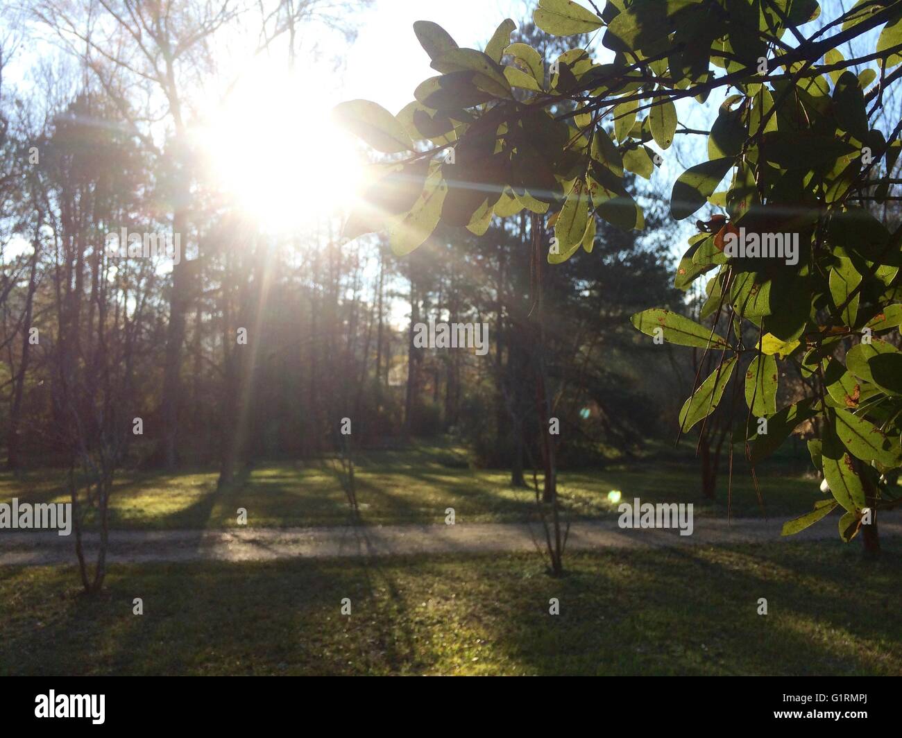 Sun Shining On Leaves High Resolution Stock Photography and Images - Alamy