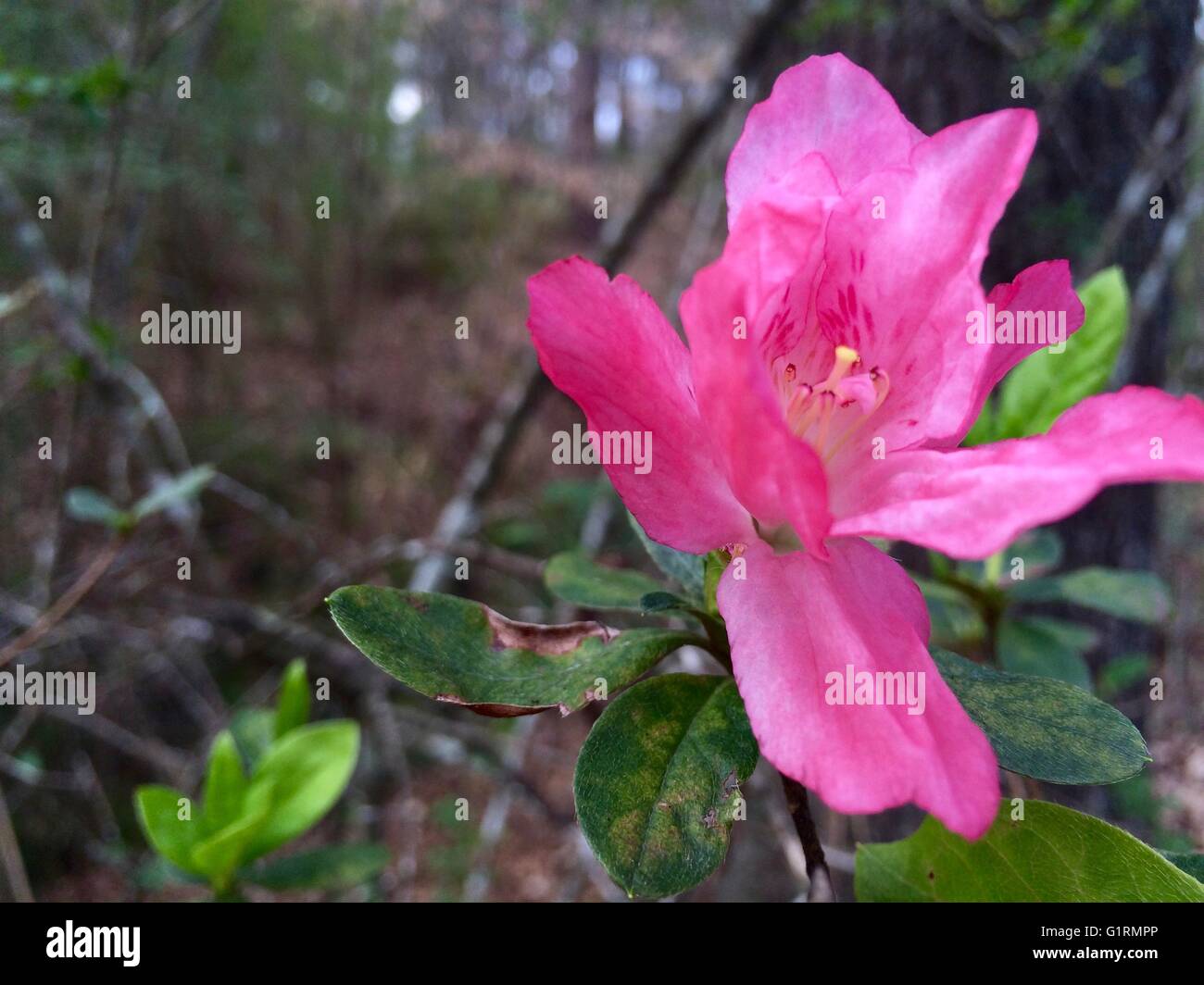 Flower with stem and leaves hi-res stock photography and images - Alamy
