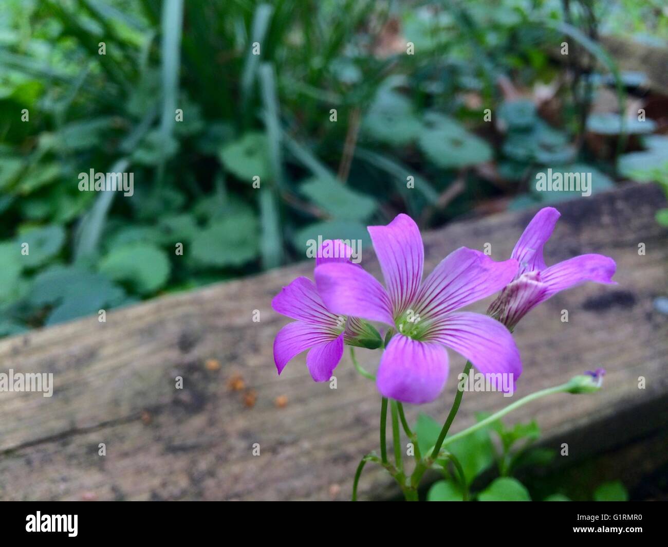 Close up of some pinkish purple flowers Stock Photo - Alamy