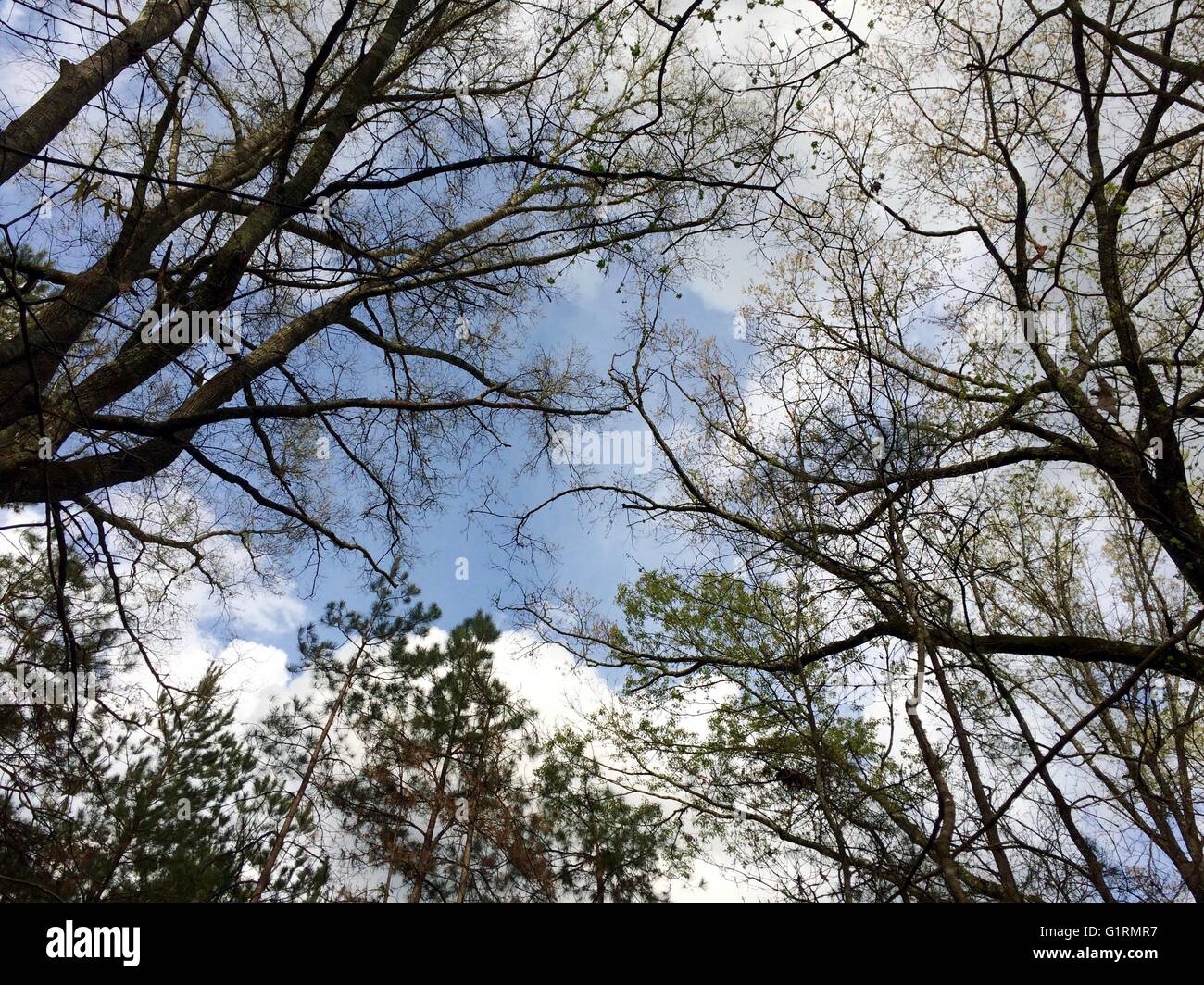 Looking up at the sky in a forest Stock Photo - Alamy
