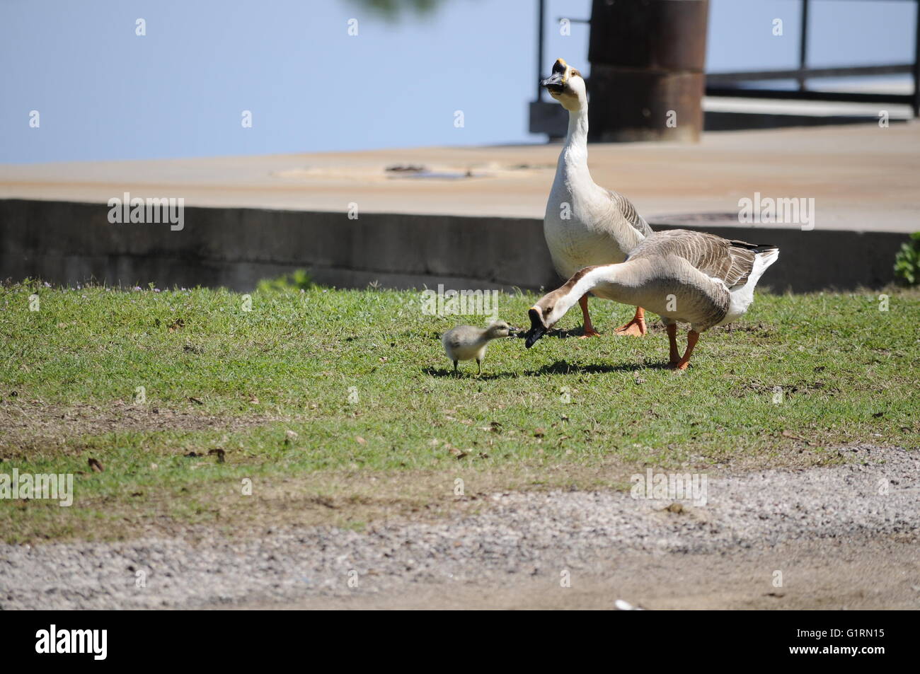 Father goose hi-res stock photography and images - Alamy