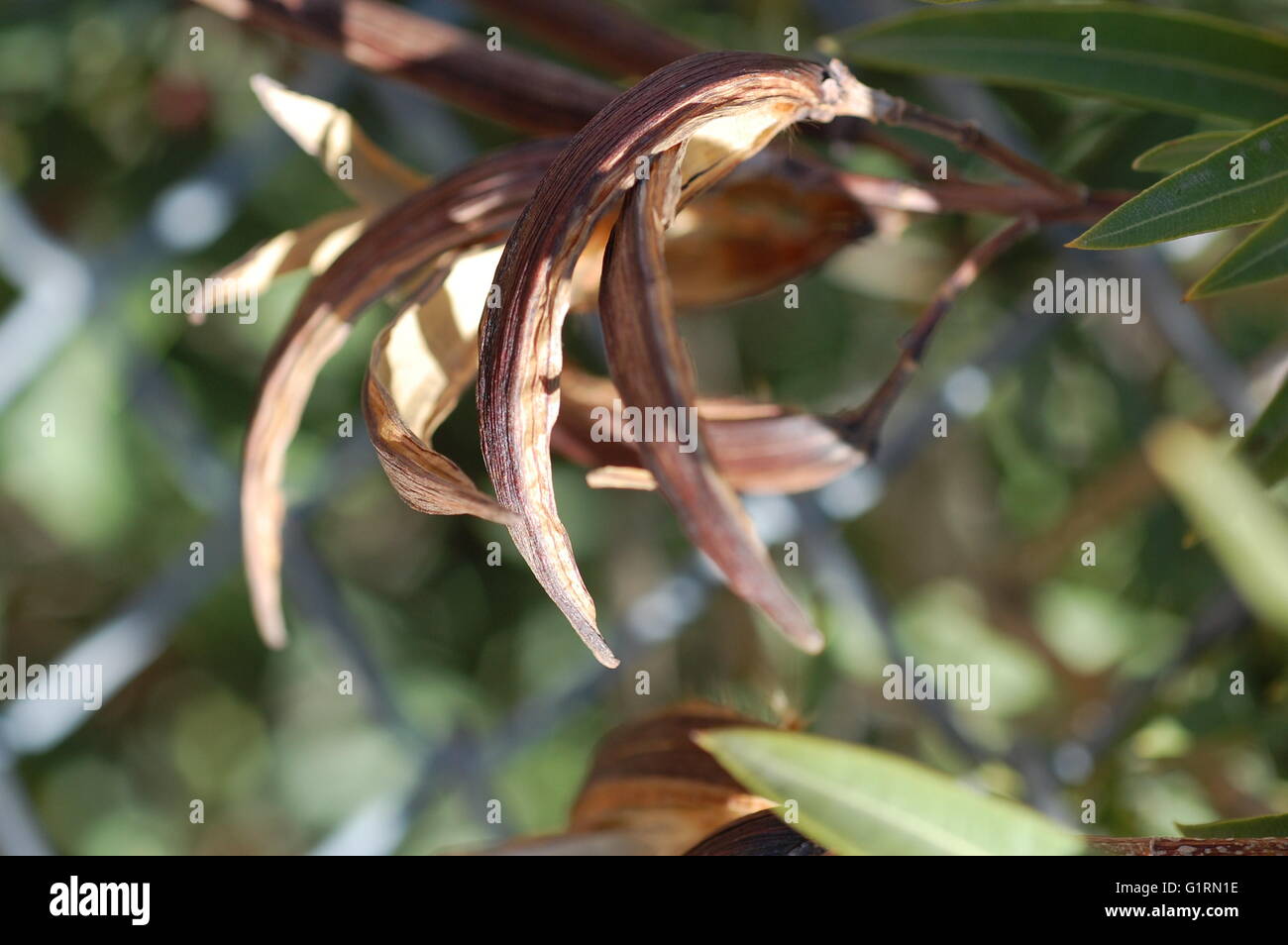 Close up of Dried and split Azalea seed pods Stock Photo - Alamy