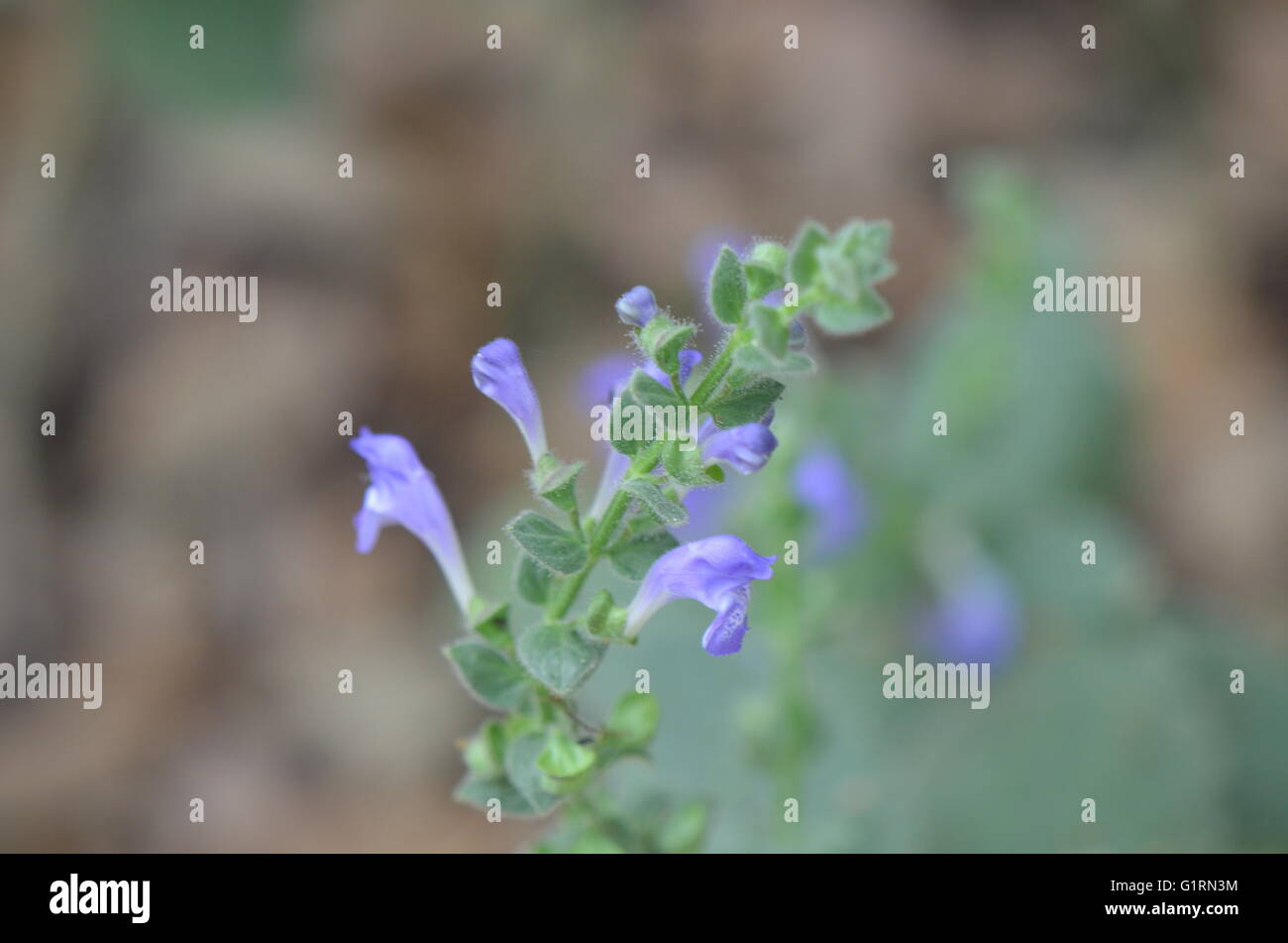Heartleaf skullcap hi-res stock photography and images - Alamy