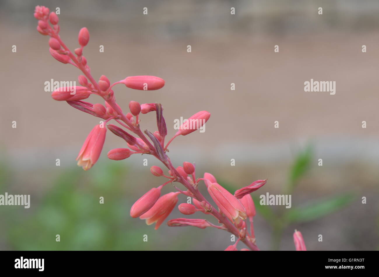 Red yucca hi-res stock photography and images - Alamy