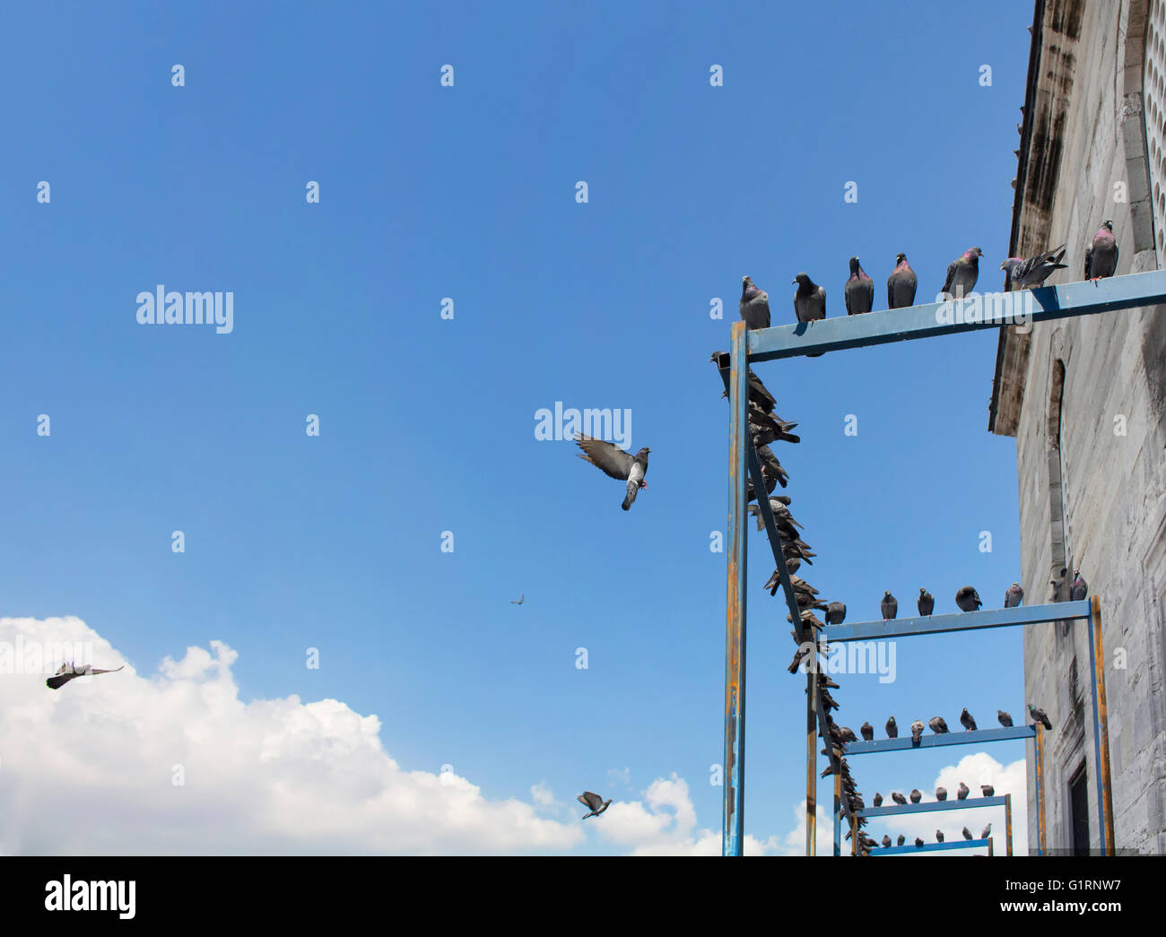Pigeon flying in front building hi-res stock photography and images - Alamy