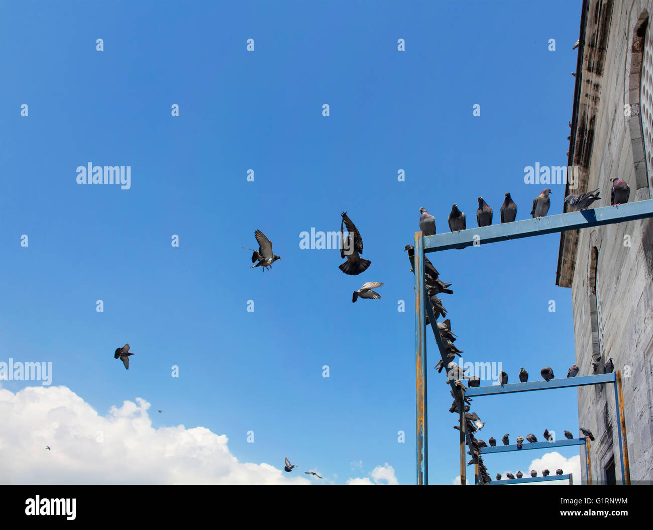 Pigeon flying in front building hi-res stock photography and images - Alamy