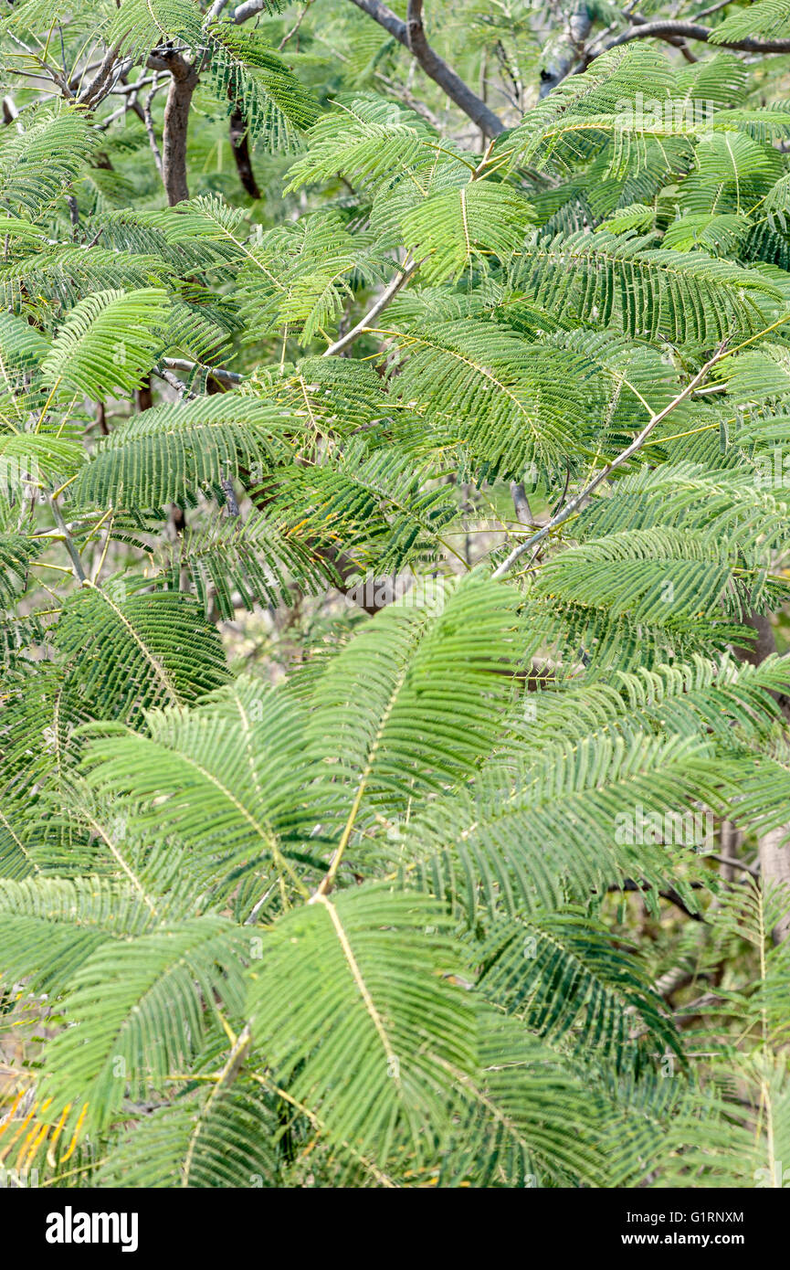 Birds eye seen from above hi-res stock photography and images - Alamy