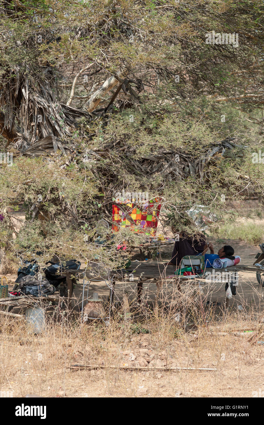 Tree in the sun. Details of a tree. Bagan day scene. Tree in desert ...