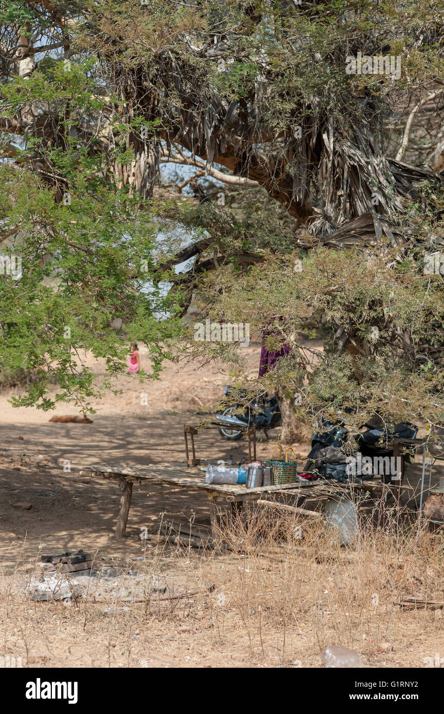 Tree in the sun. Details of a tree. Bagan day scene. Tree in desert ...
