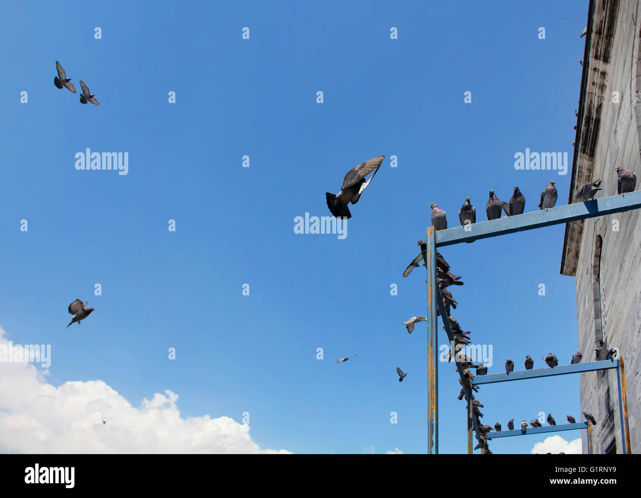 Pigeons flying in front of Yeni mosque in Eminonu/Istanbul Stock Photo ...