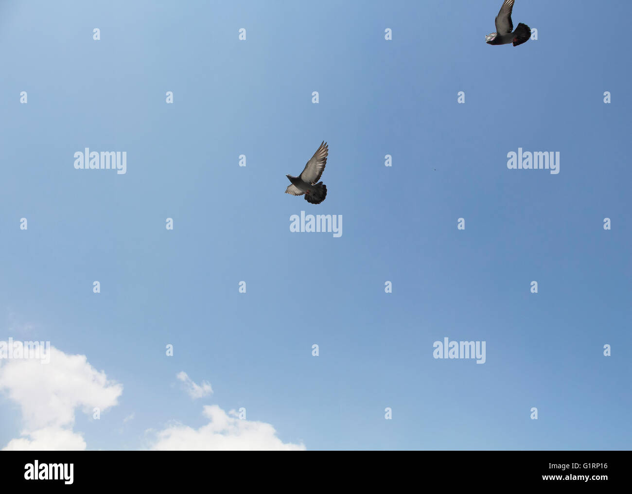 Pigeons flying in front of Yeni mosque in Eminonu/Istanbul Stock Photo ...