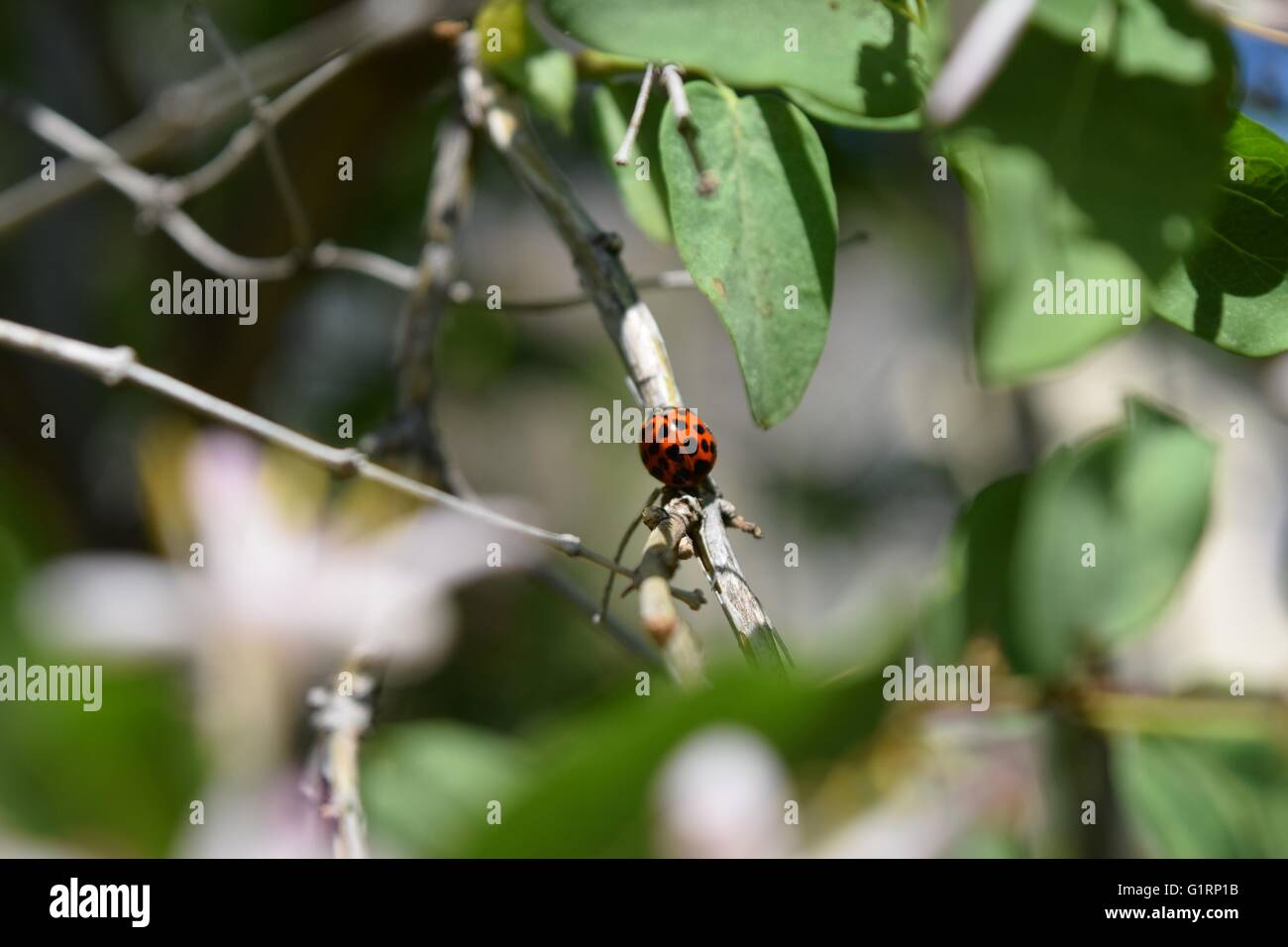 Ladybug on branch hi-res stock photography and images - Alamy
