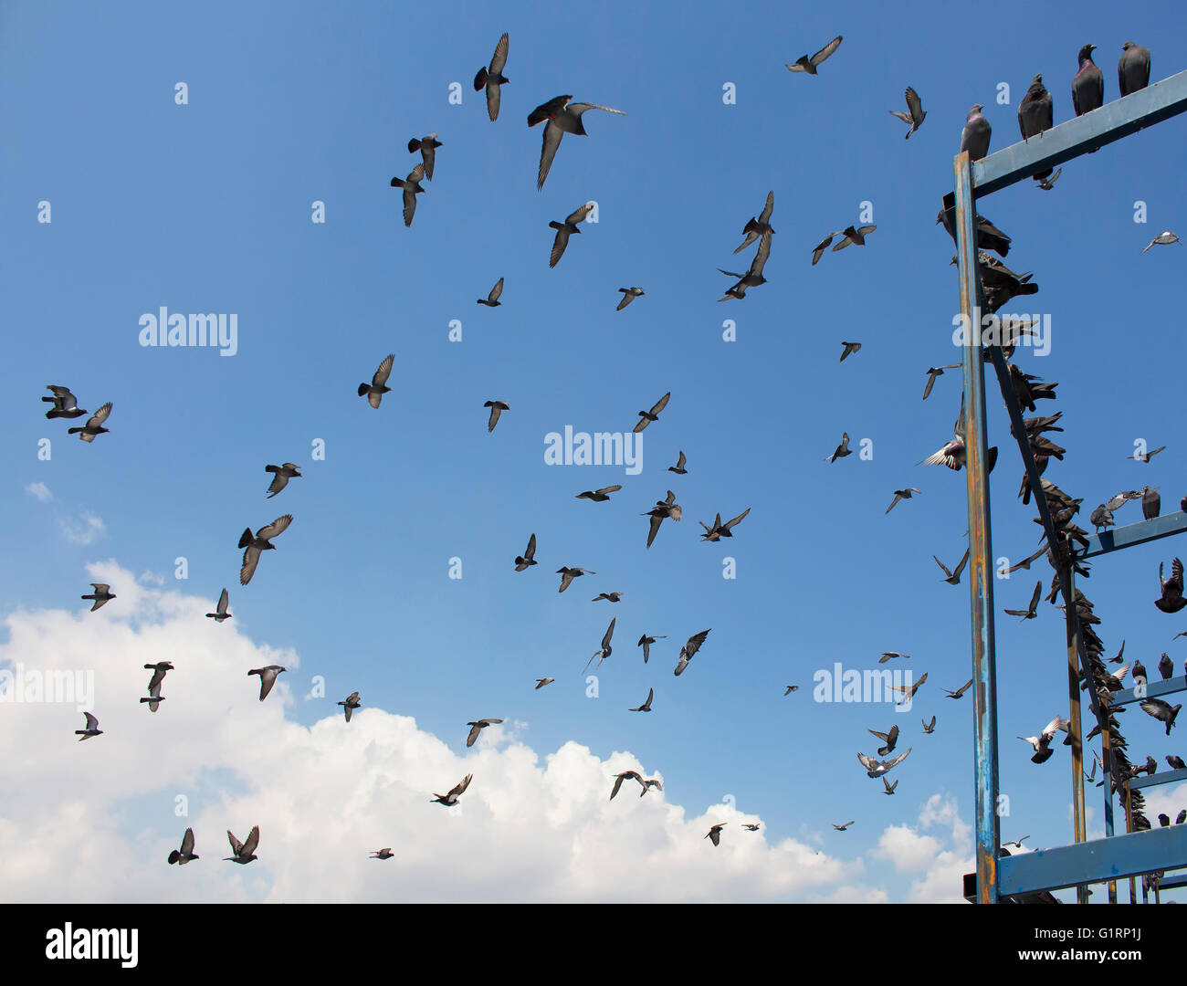Pigeons flying in front of Yeni mosque in Eminonu/Istanbul Stock Photo ...