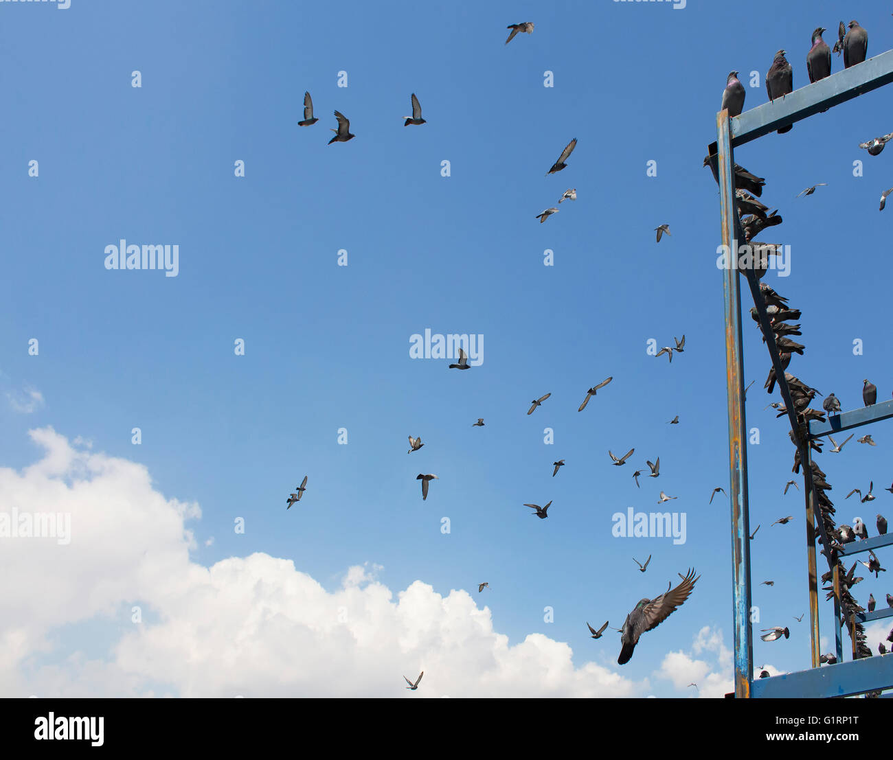 Black silhouette pigeon flying front hi-res stock photography and ...