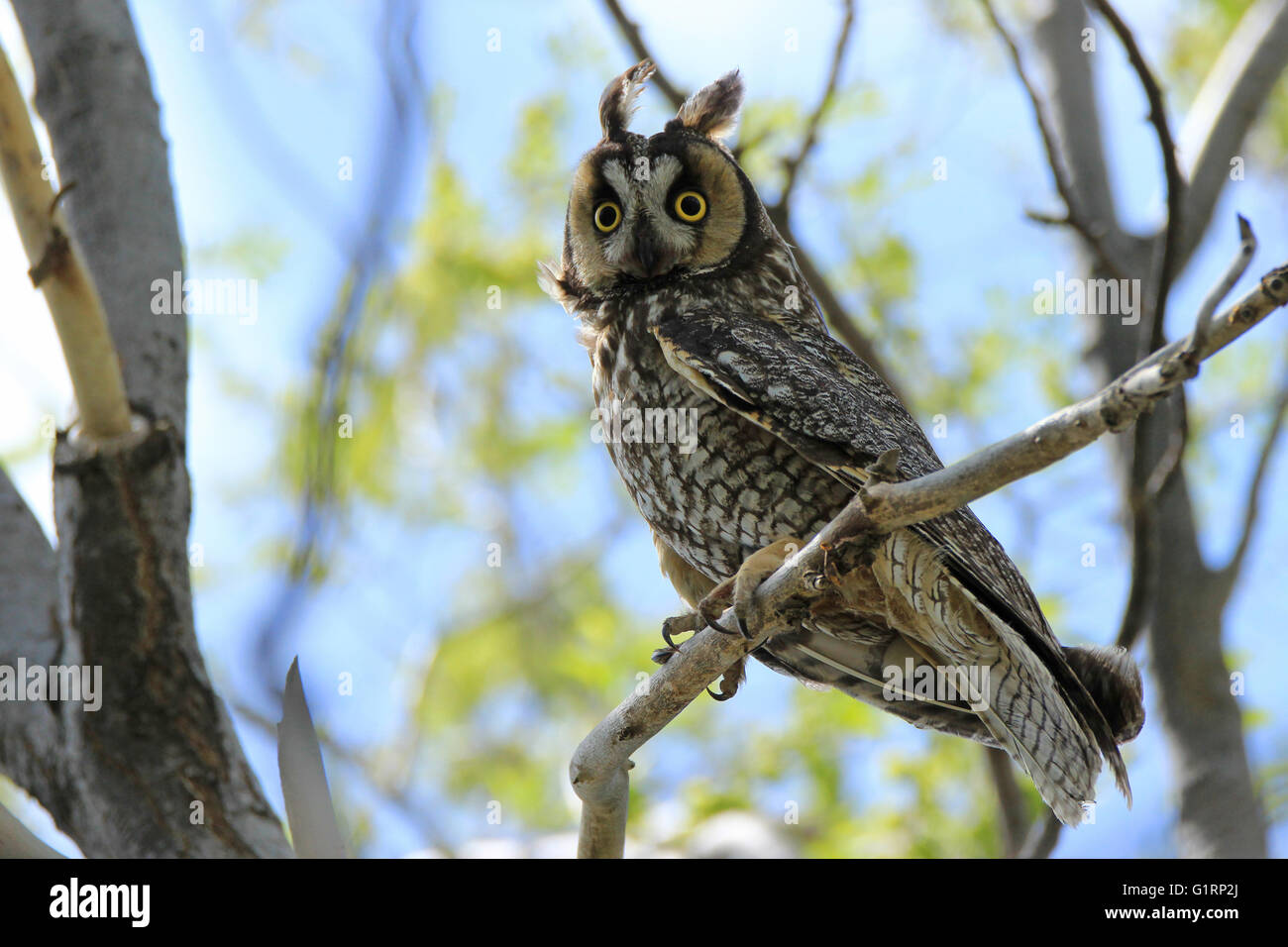 Long Eared Owl alert Stock Photo - Alamy