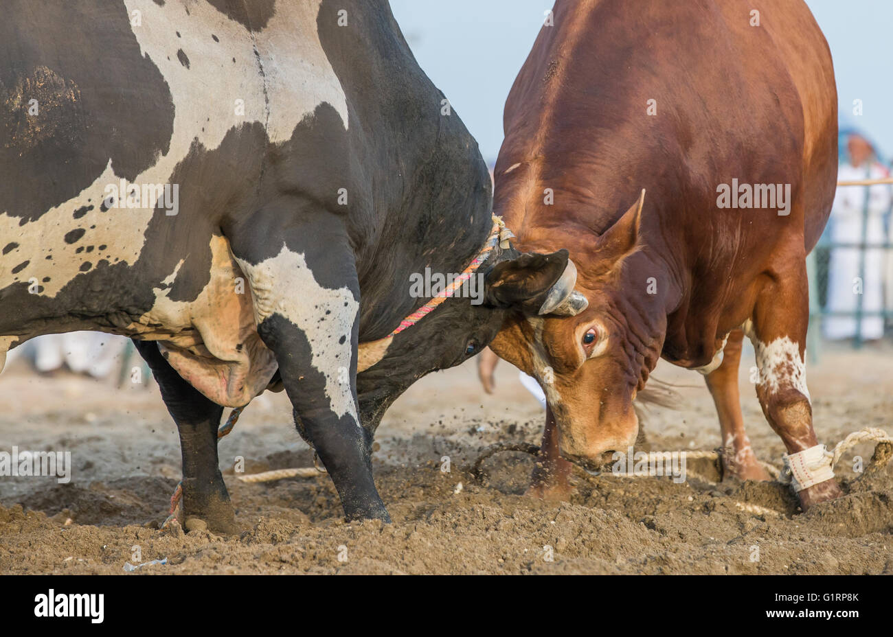 bulls fighting in Fujeirah, UAE Stock Photo - Alamy