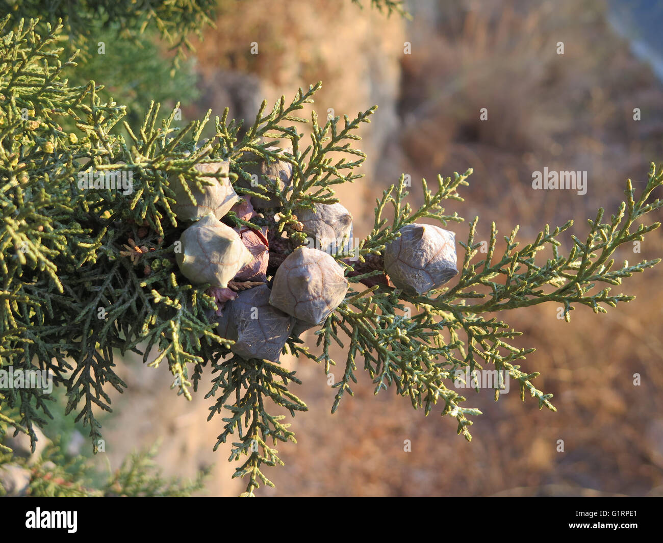 Round pine cone hi-res stock photography and images - Alamy