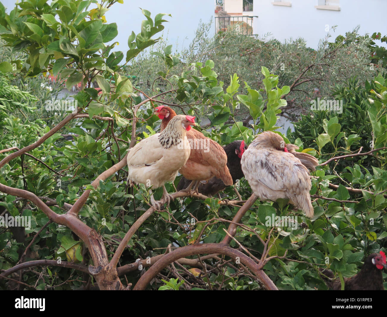 Four hens resting in tree in Alora Garden, Andalucia Stock Photo - Alamy