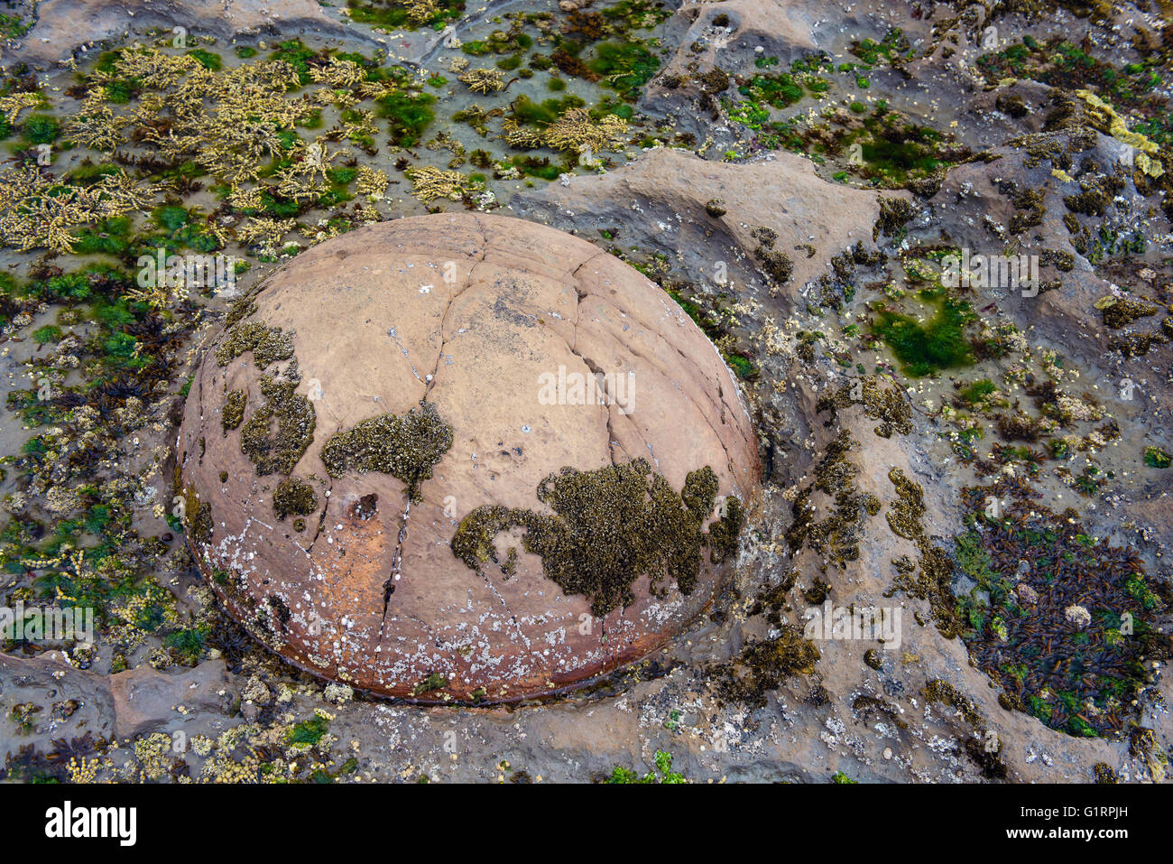 Katiki Boulders on Shag Point, New Zealand Stock Photo - Alamy