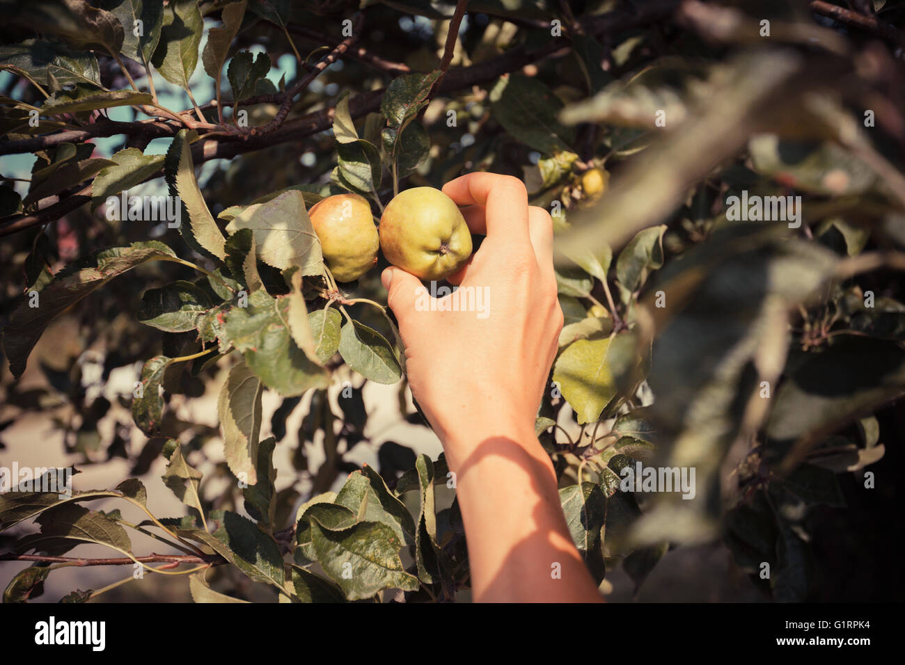 Hand picking an apple hi-res stock photography and images - Alamy