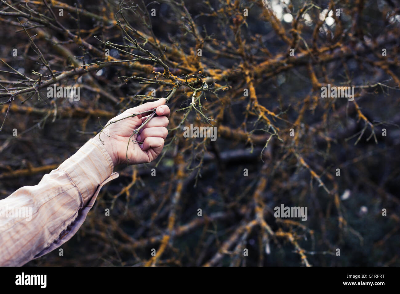 Close up on a young woman's hand as she is touching a bush in the ...