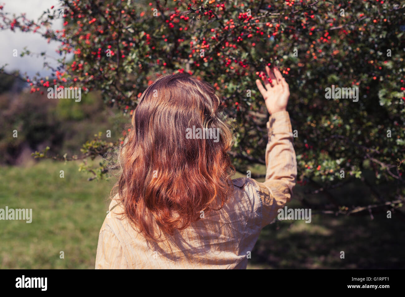 A young woman is picking berries in the forest Stock Photo - Alamy