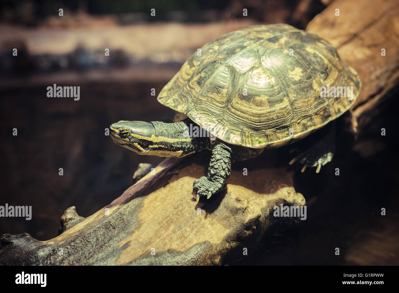 A tortoise on a tree branch Stock Photo - Alamy