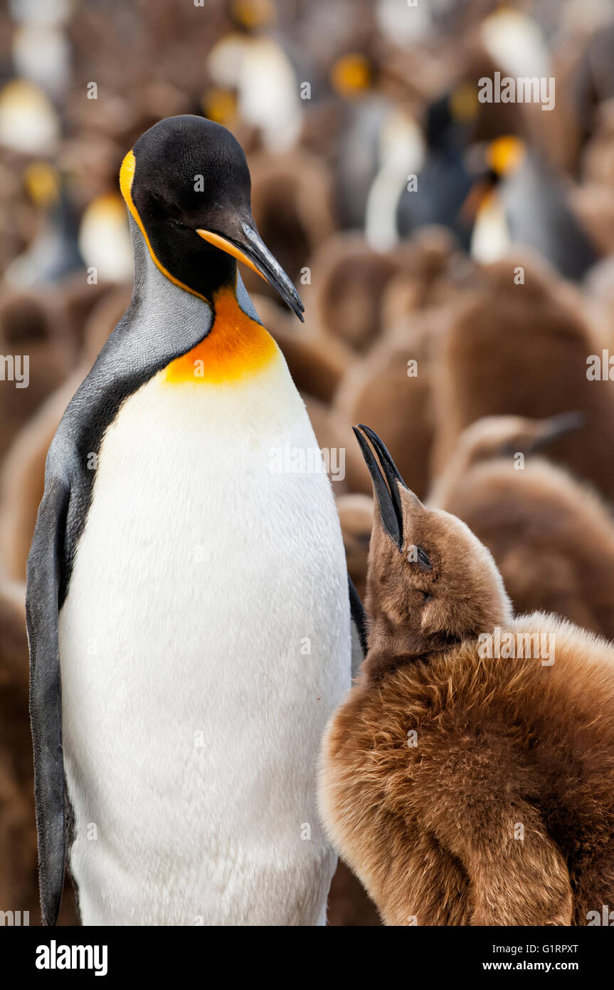 Feeding penguins hi-res stock photography and images - Alamy