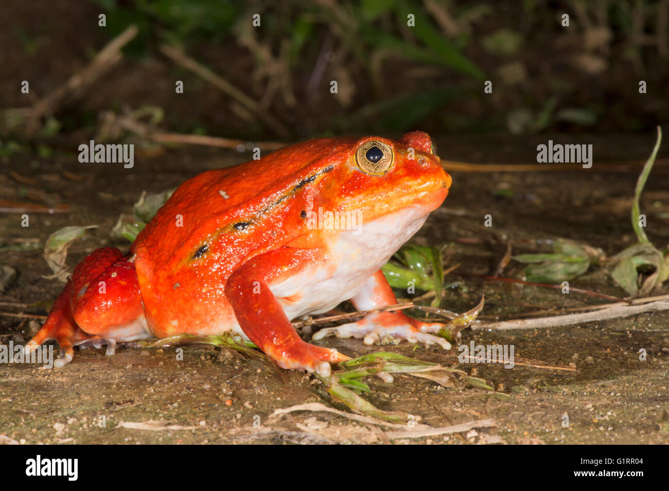 Tomato frog dyscophus antongilii madagascar hi-res stock photography ...