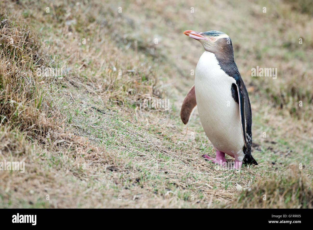 Yellow-eyed penguin is rarest penguin in the world native to New ...