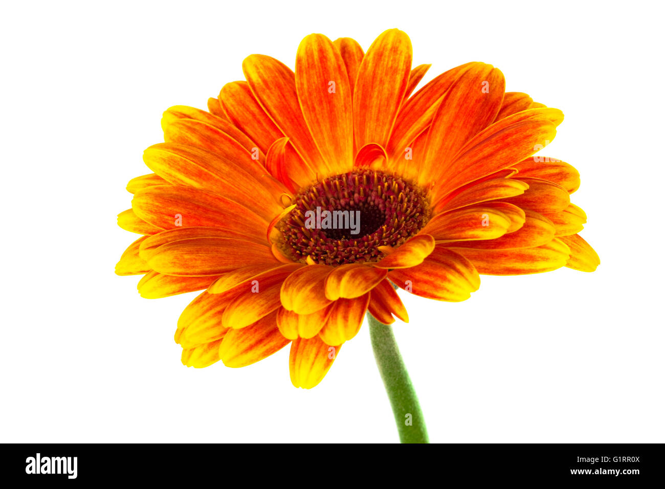 Bright gerbera close up on white background Stock Photo - Alamy