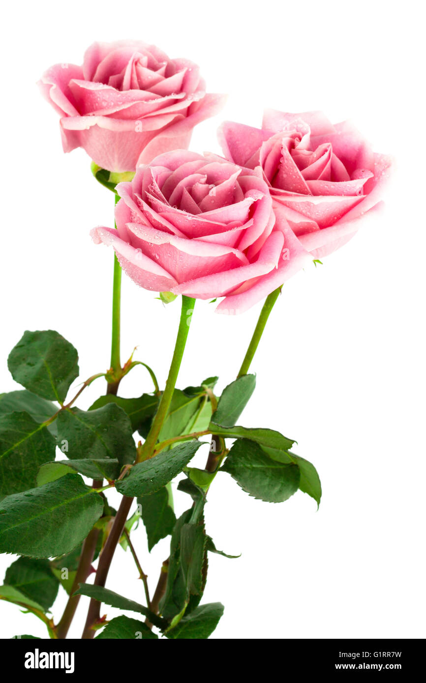 beautiful three roses on a white background Stock Photo - Alamy