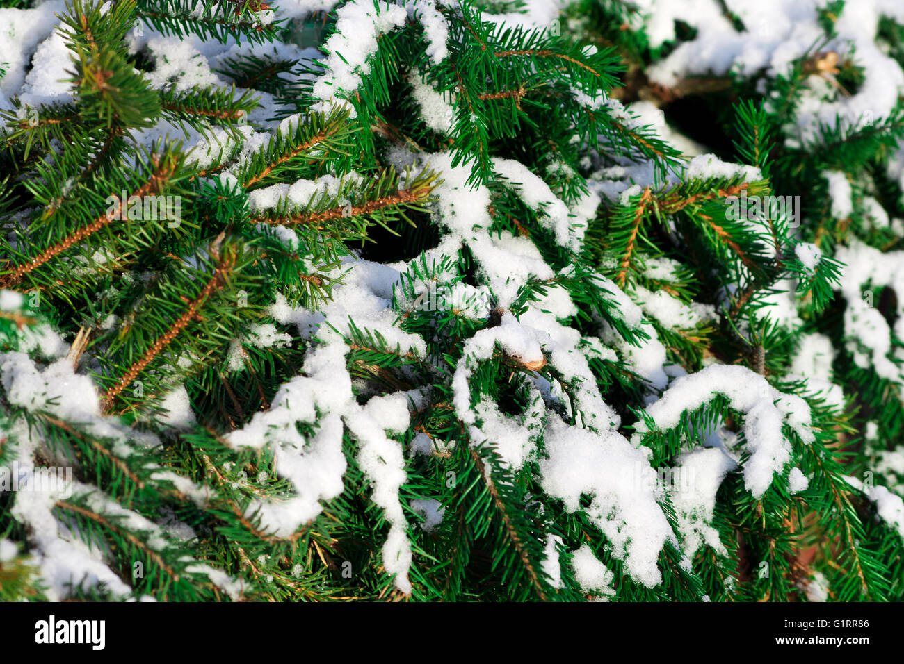 green tree covered with snow close up Stock Photo - Alamy