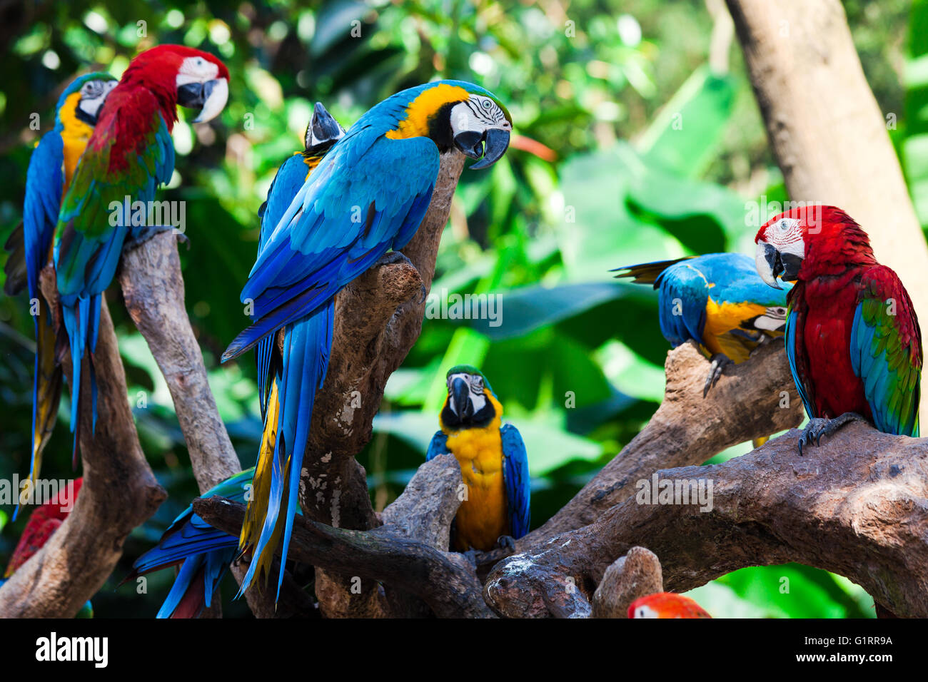 group of beautiful parrots in a tree Stock Photo - Alamy