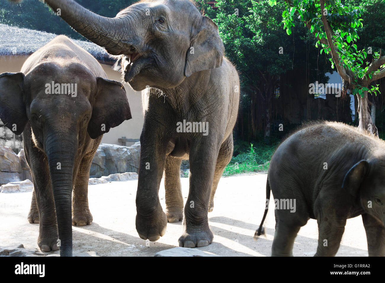 Elephants herd walking on green hi-res stock photography and images - Alamy