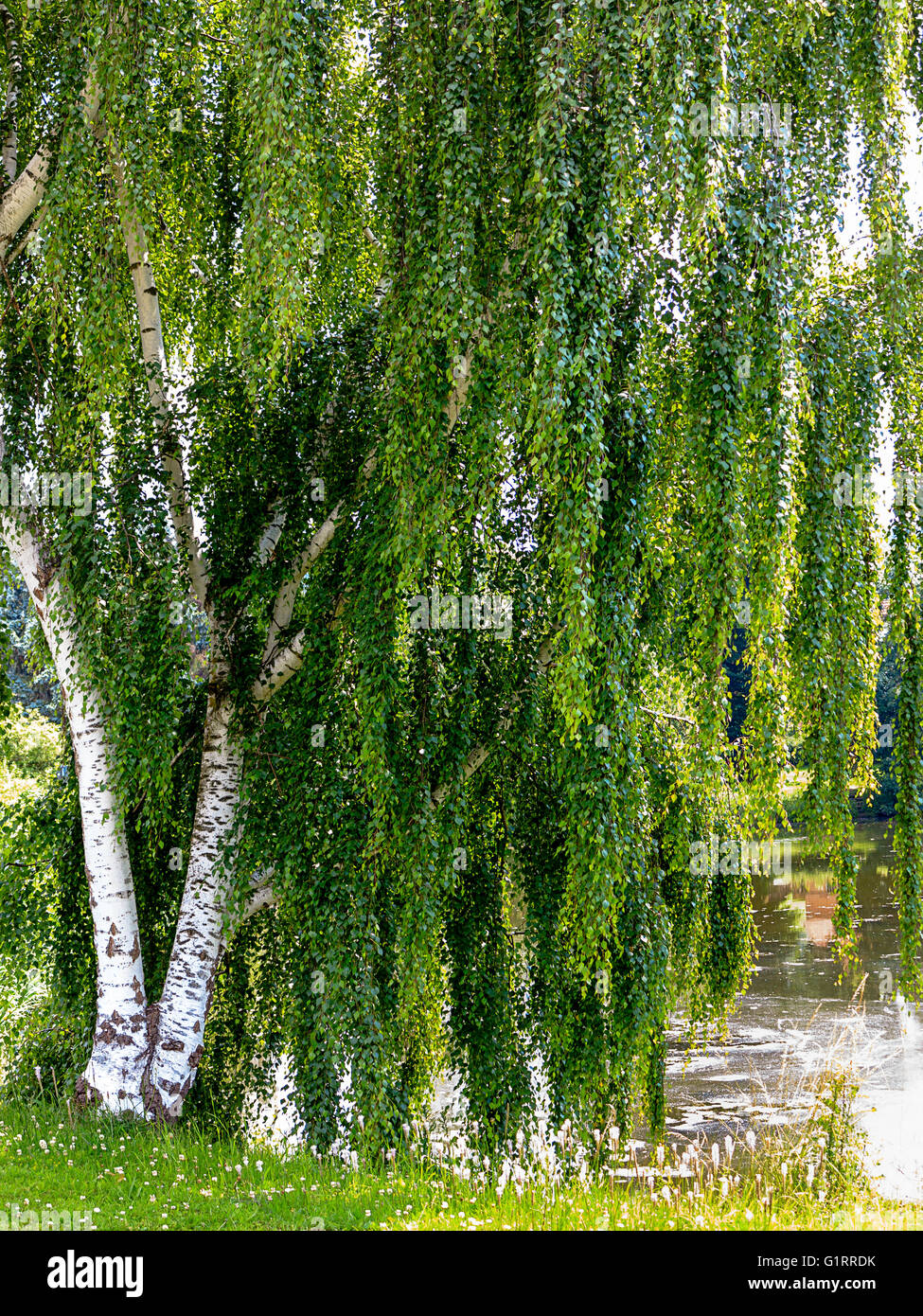 Magnificent European White Birch (Betula pendula Stock Photo - Alamy