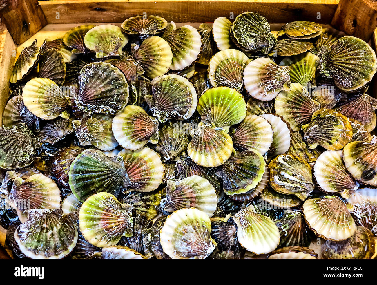Colorful fresh scallop (Pecten maximus Stock Photo - Alamy