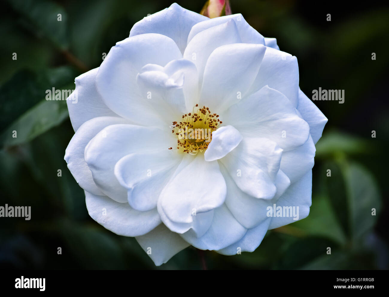 Beautiful white rose hi-res stock photography and images - Alamy