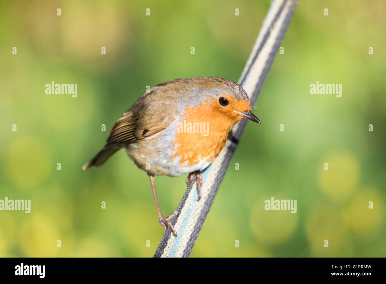 Erithacus rubecula robin hi-res stock photography and images - Alamy