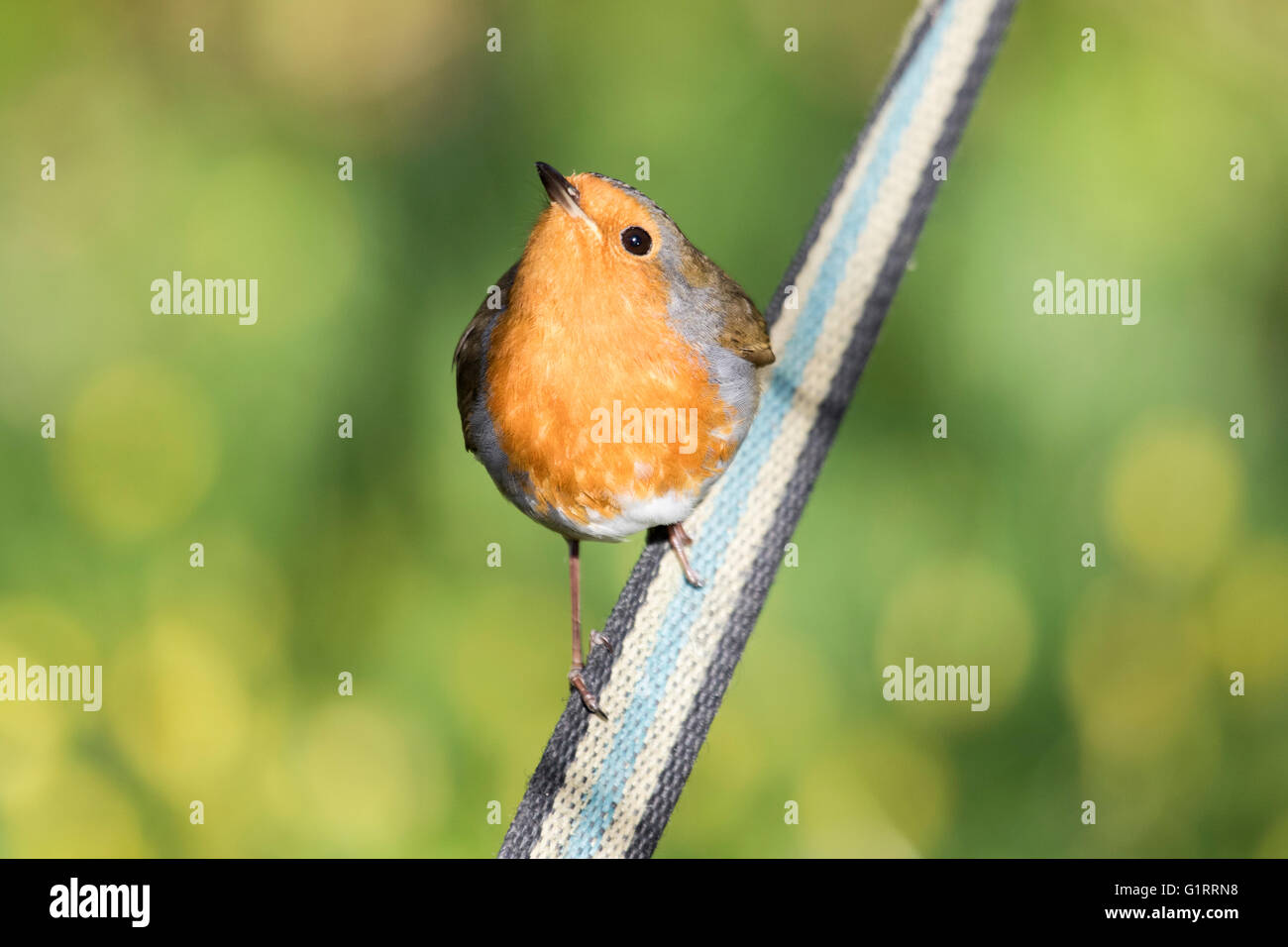 Erithacus rubecula robin hi-res stock photography and images - Alamy